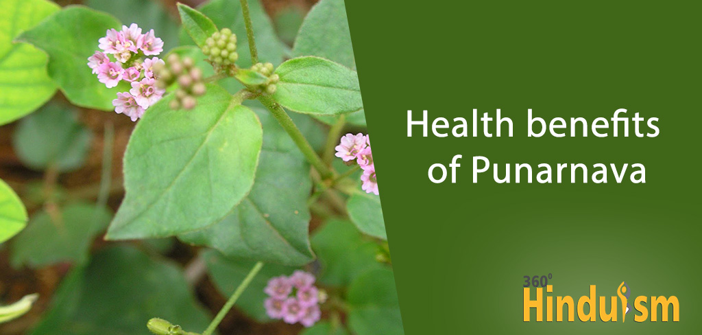 Health benefits of Punarnava - 360 Degrees Hinduism